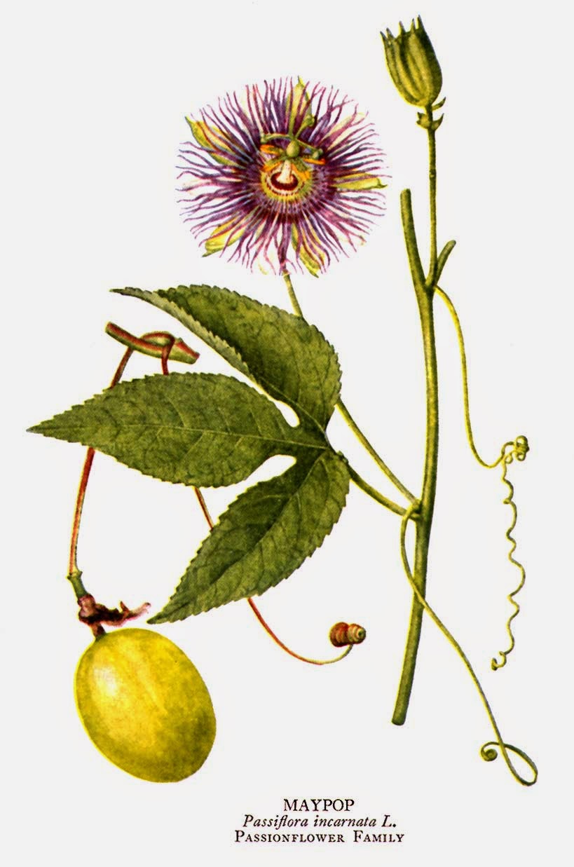 The Maypop Passiflora Incarnata The Garden Of Eaden