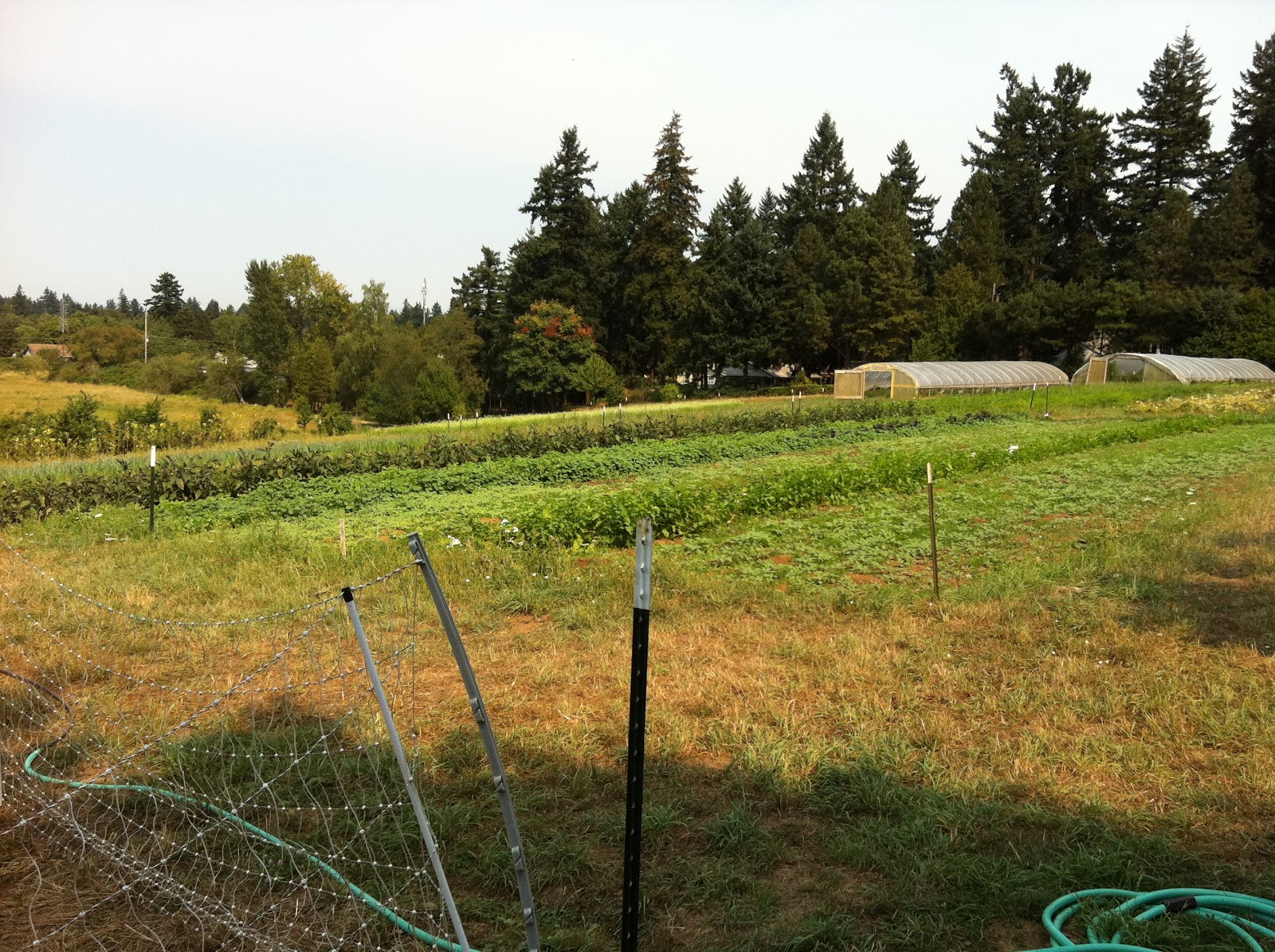 Pollo Loco: Honey Extraction and Zenger Farm