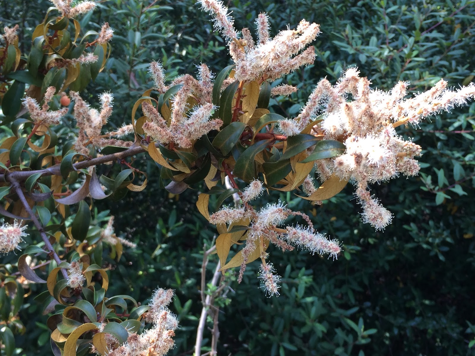 Trees of Santa Cruz County: Chrysolepis chrysophylla - Golden Chinqapin