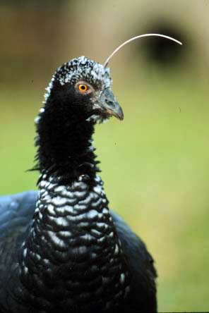 DENTINHO DE LEITE: ANIVERSÁRIO DE INHUMAS