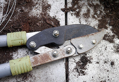 Essential Tools for Tree Care and Gardening - Tree Care Tips & Advice