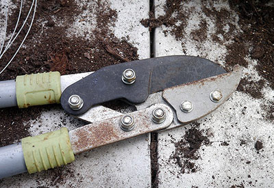 Essential Tools for Tree Care and Gardening - Tree Care Tips & Advice