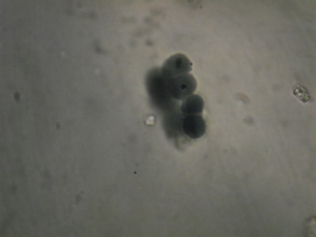 Ourlad's Paradigm: Division Chlorophyta