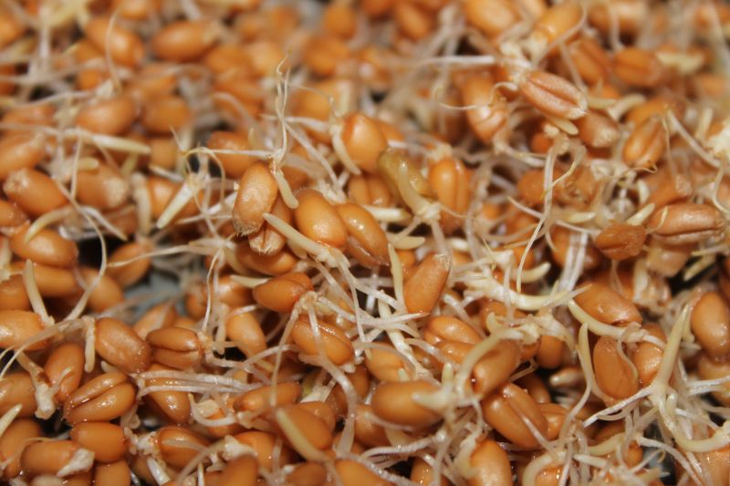 Easy Living the Hard Way: Sprouted Wheat Experiment
