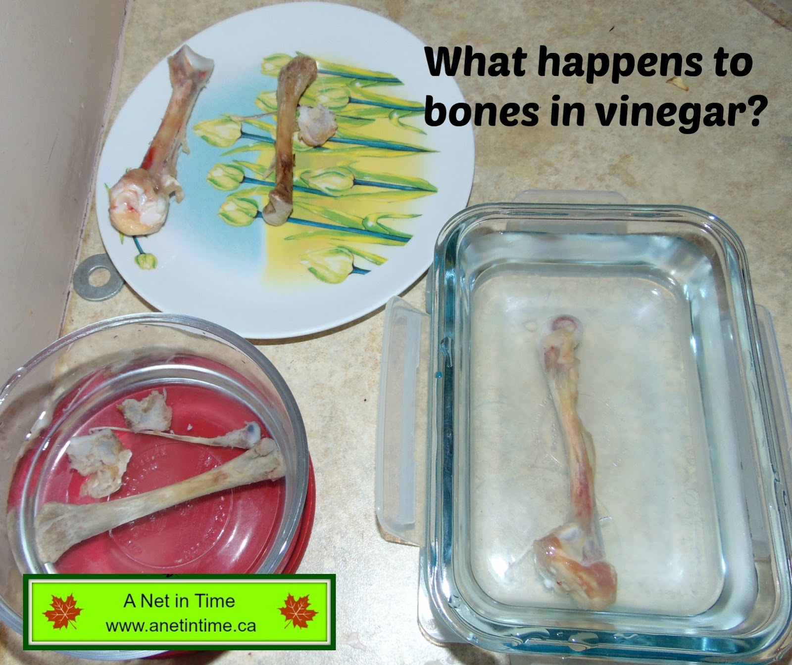 Lab Report: What happens if put bones into vinegar. - A Net in Time