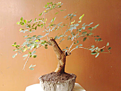 Natural: Bonsai Asem Londo ( Asem Belanda )