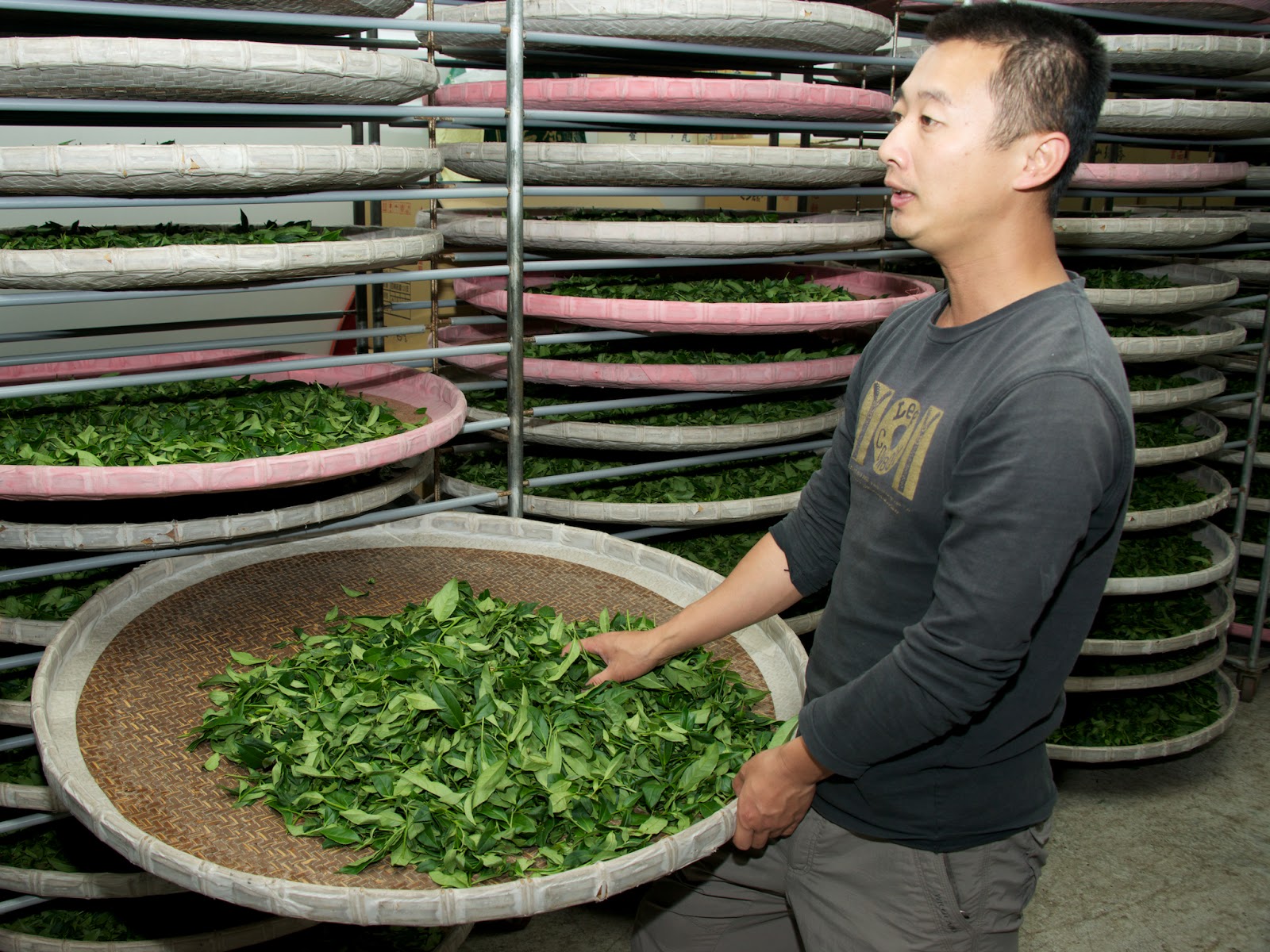 Floating Leaves Tea: Taiwan Tea Tour, Alishan Tea Processing - Part I