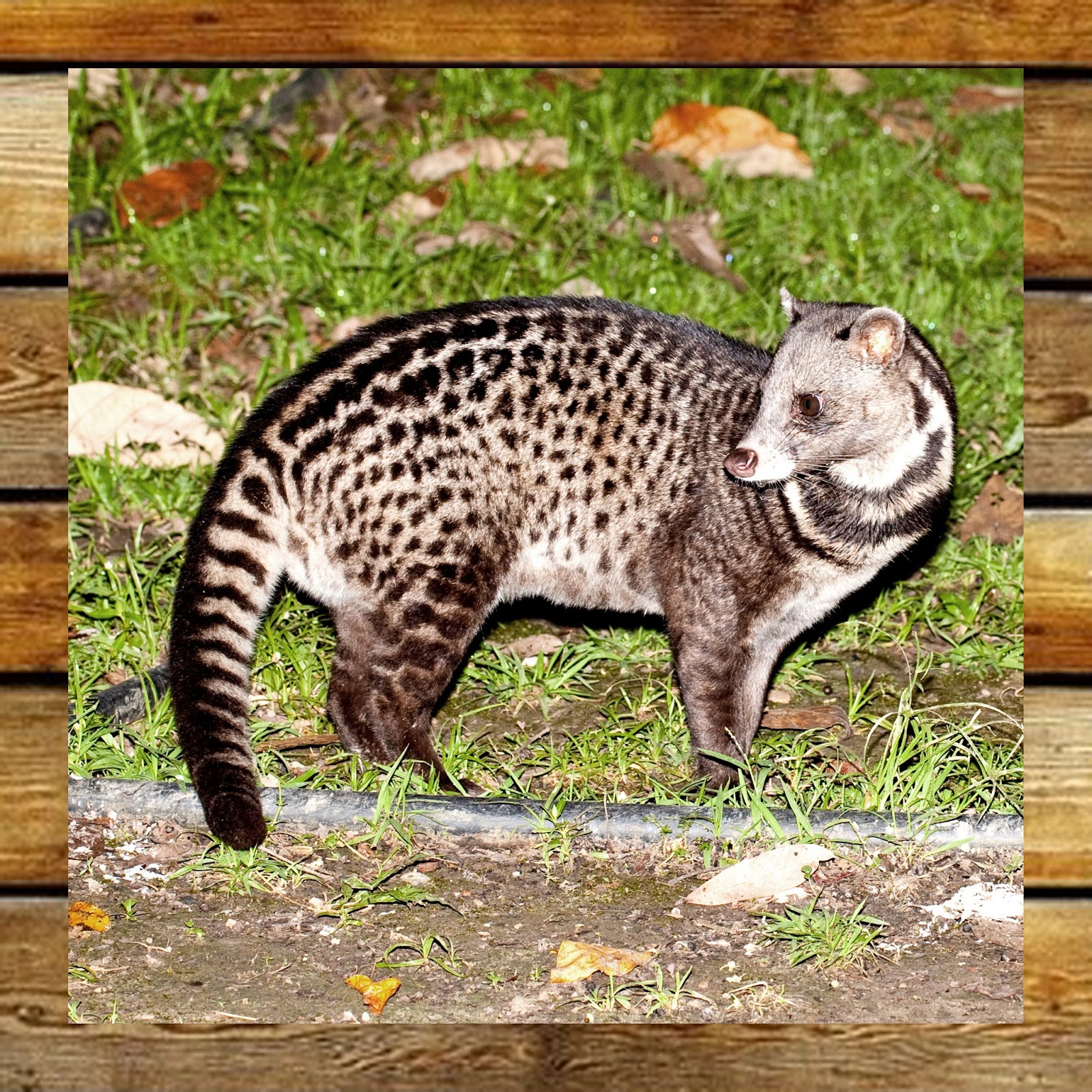 Borneo Expedition 2013