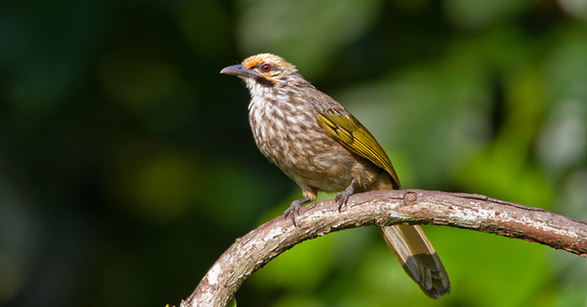 Cucak Rowo ~ Kedai Kicau - Jack Bird Shop