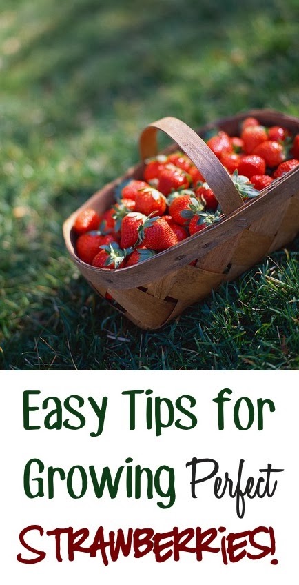 Easy Tips For Growing Perfect Strawberries!