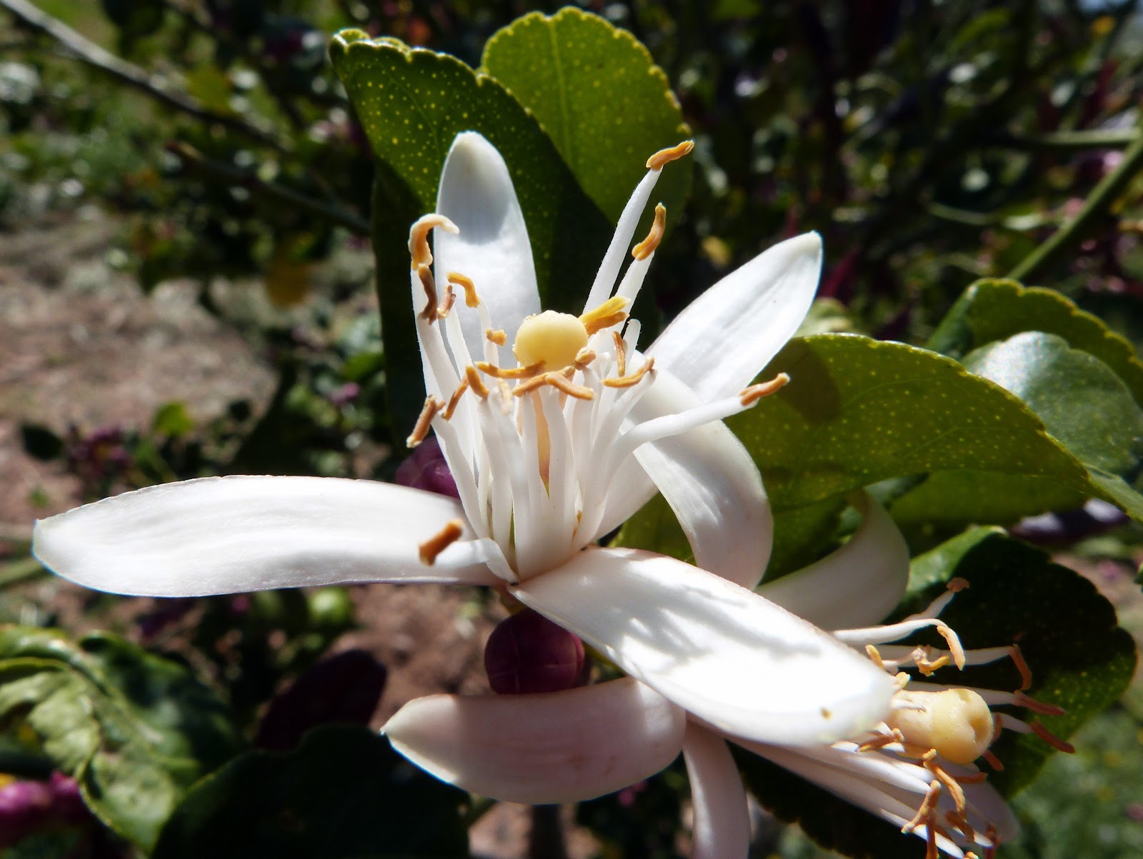 Taxonomía Plantae Magnoliopsida: Phylum Tracheophyta Clase ...