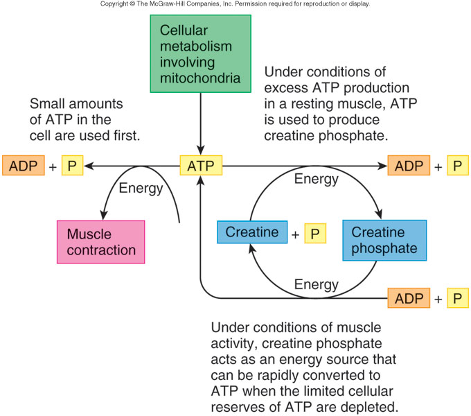 Gambar 2.8. Mekanisme pembentukan ATP