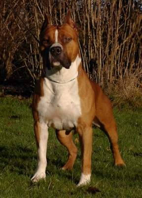 WSZYSTKO O PSACH: Rasy Psów - AMSTAF - American Staffordshire Terrier