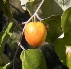 LICORES BARAÑANO: PONSIGUÉ