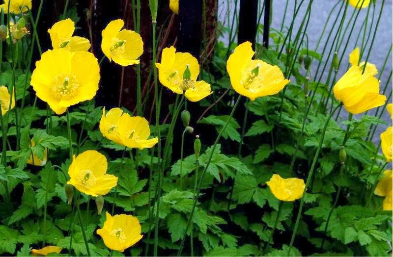 Plandaí: The Basal Eudicots, Part1: The Papaveraceae