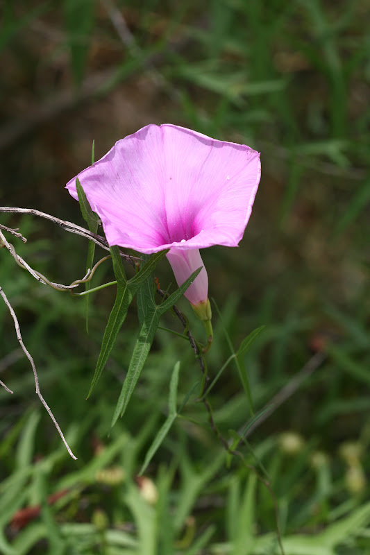 Native Florida Wildflowers: Saltmarsh Morning Glory - Ipomoea sagittata