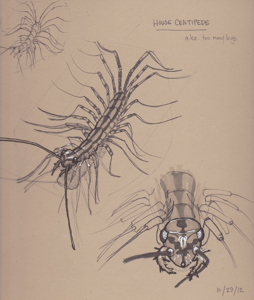 Gina Draws . . .: Dynamic Sketching Week 4 - Insects