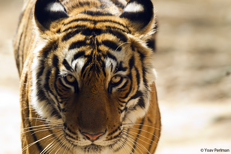 Yoav Perlman - birding, science, conservation, photography: Tiger taster