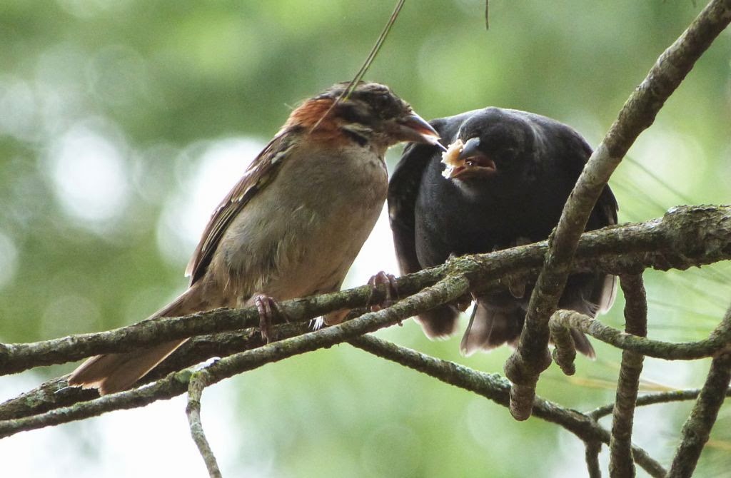 Banco das Histórias: O Chupim