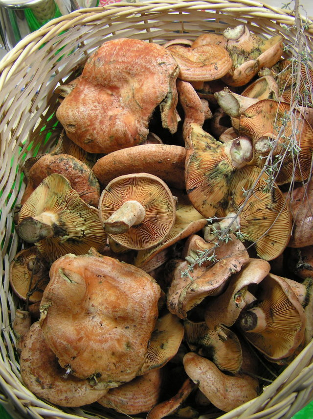 Des de Ruanes: CUA DE BOU AMB ROVELLONS