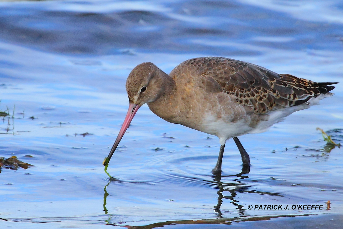 Raw Birds: BLACK TAILED GODWIT (Limosa limosa subspecie. L .l ...