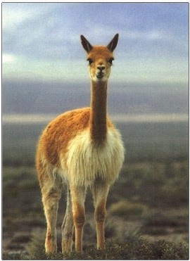La vicuña la "llama" salvaje americana | Bianimal
