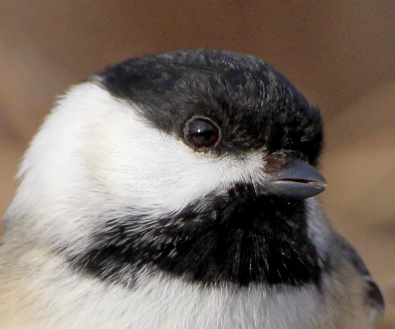 Listening in Nature: Chickadee Call-and-Response