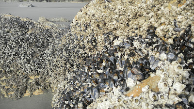 THE ROAD TAKEN : Winter Solstice Beach Walk