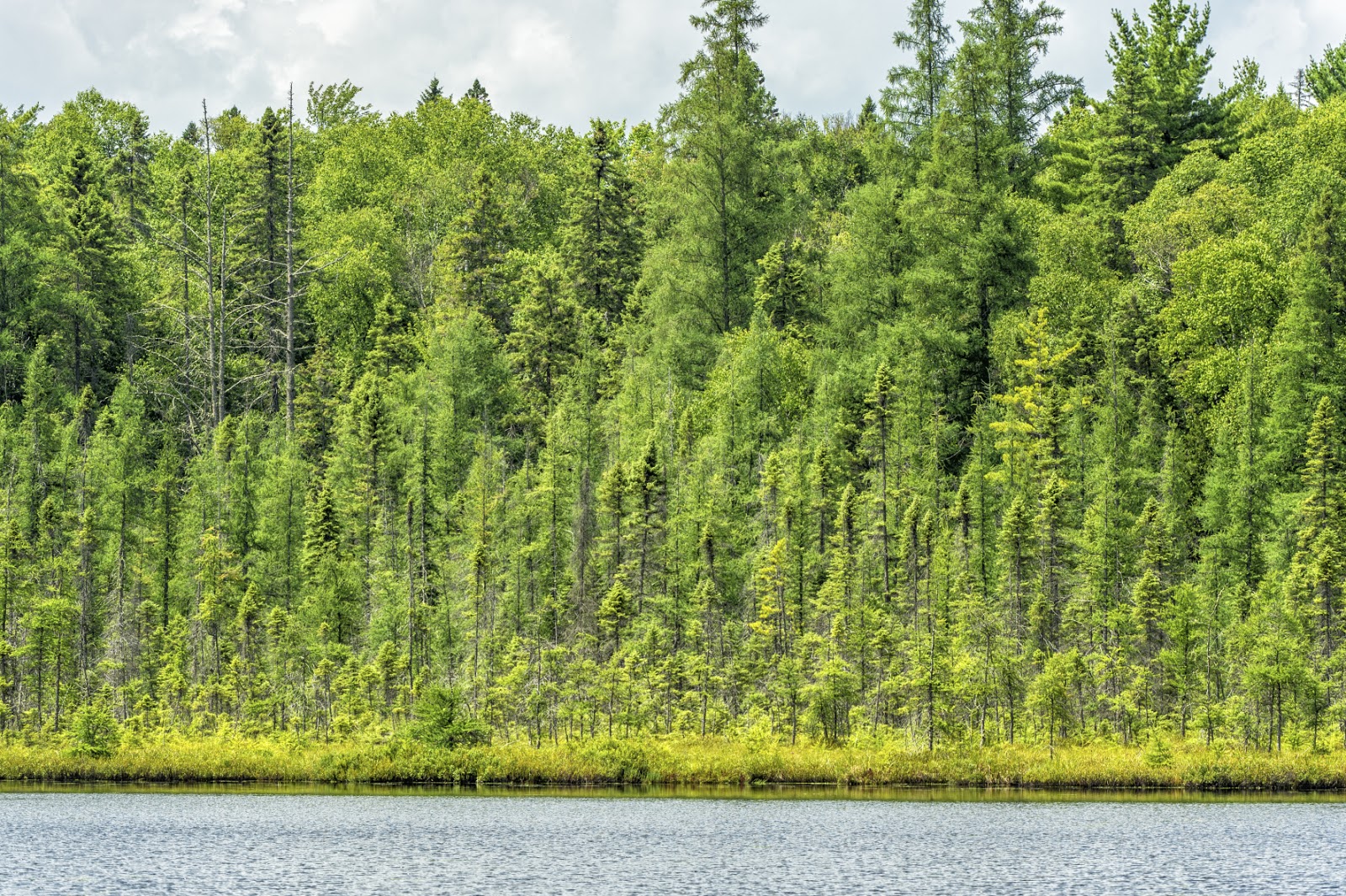Banco de Imágenes Gratis: Bosques, Lagos y Pantanos. (20 Fotos ...