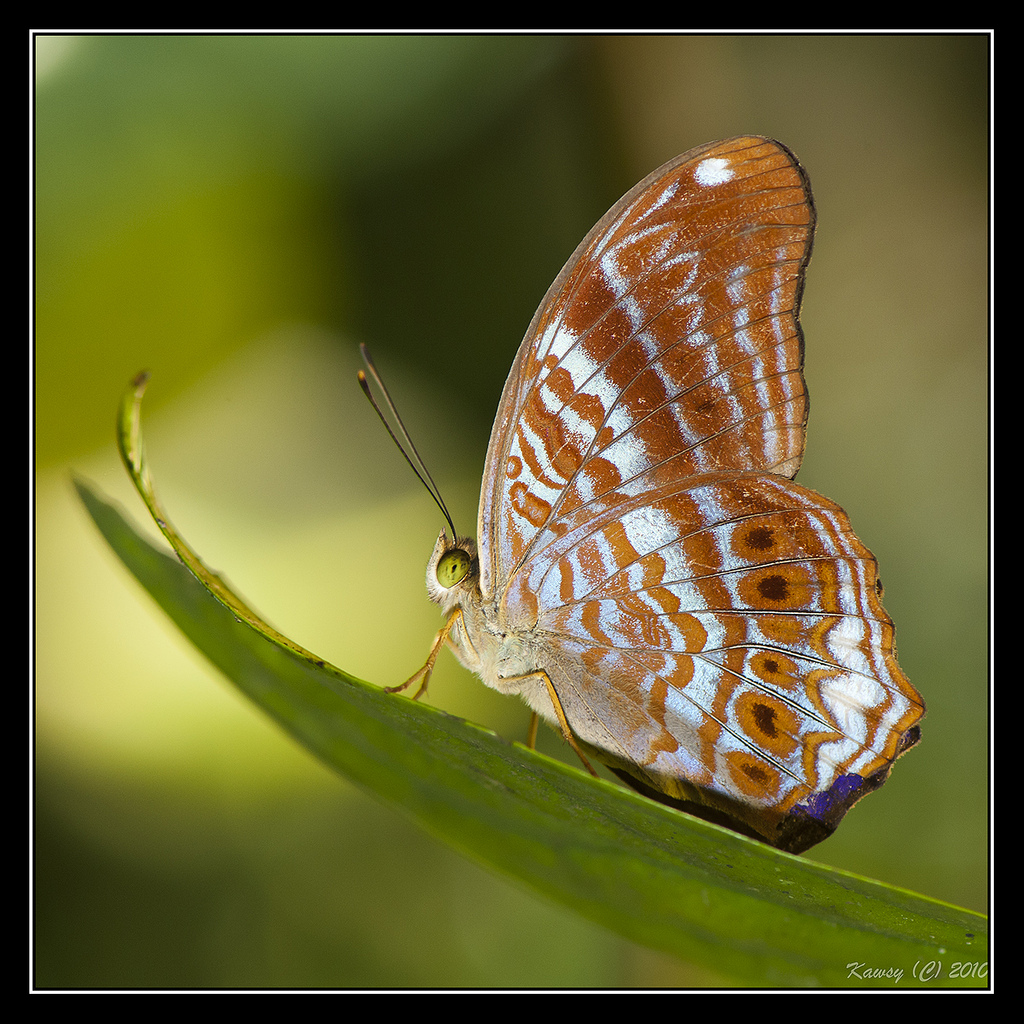 Butterflies of Singapore: Life History of the Royal Assyrian