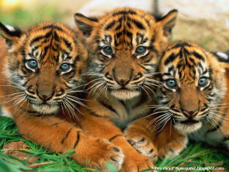 Tiger Photos | Tigers Pictures: Tiger Cubs Really Cute