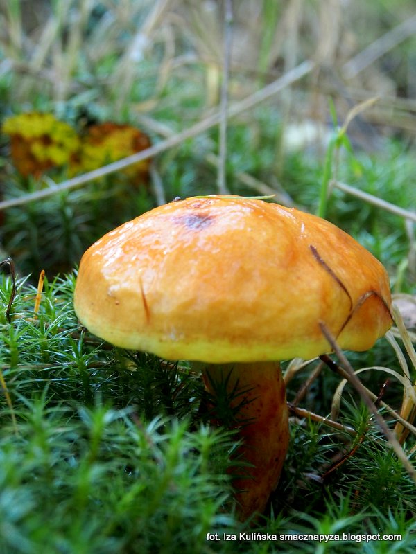 Grzyby gatunkami. Maślak żółty, modrzewiowy | Smaczna Pyza