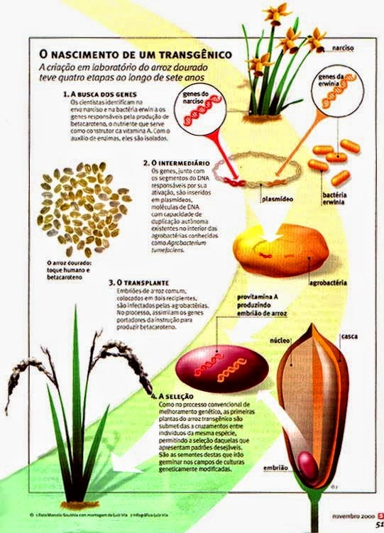 Você sabe o que é Alimento Transgênico?