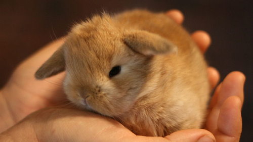 baileyloke.blogspot.com: Holland Lop Bunnies