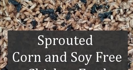 The Cheerful Agrarian: Sprouted Corn and Soy Free Chicken Feed