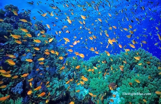 The Right Blue: Gotta Be Red Sea!