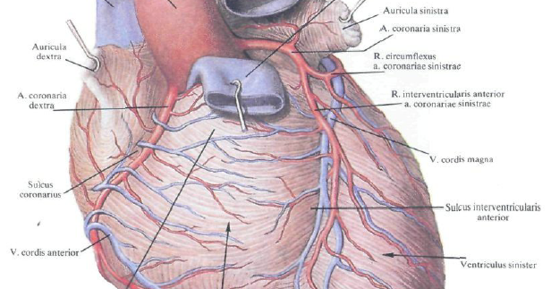 Medicine Conspectus: The Right Coronary Artery (arteria coronaria ...