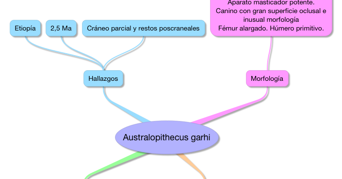 Australopithecus Garhi
