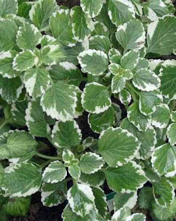 PLANTAS MEDICINALES: Incienso, Olibano