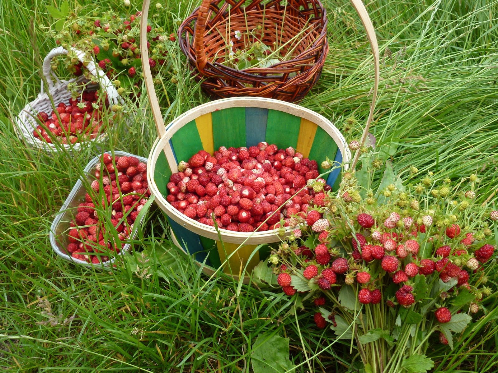 Ramassé dans la nature: Thé de fraisiers des bois