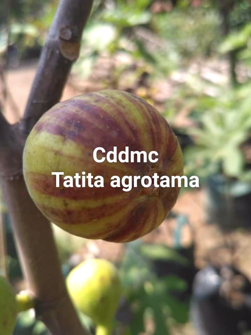 Coll De Dama Multi Color (CDDMC) Fig - Var Tin