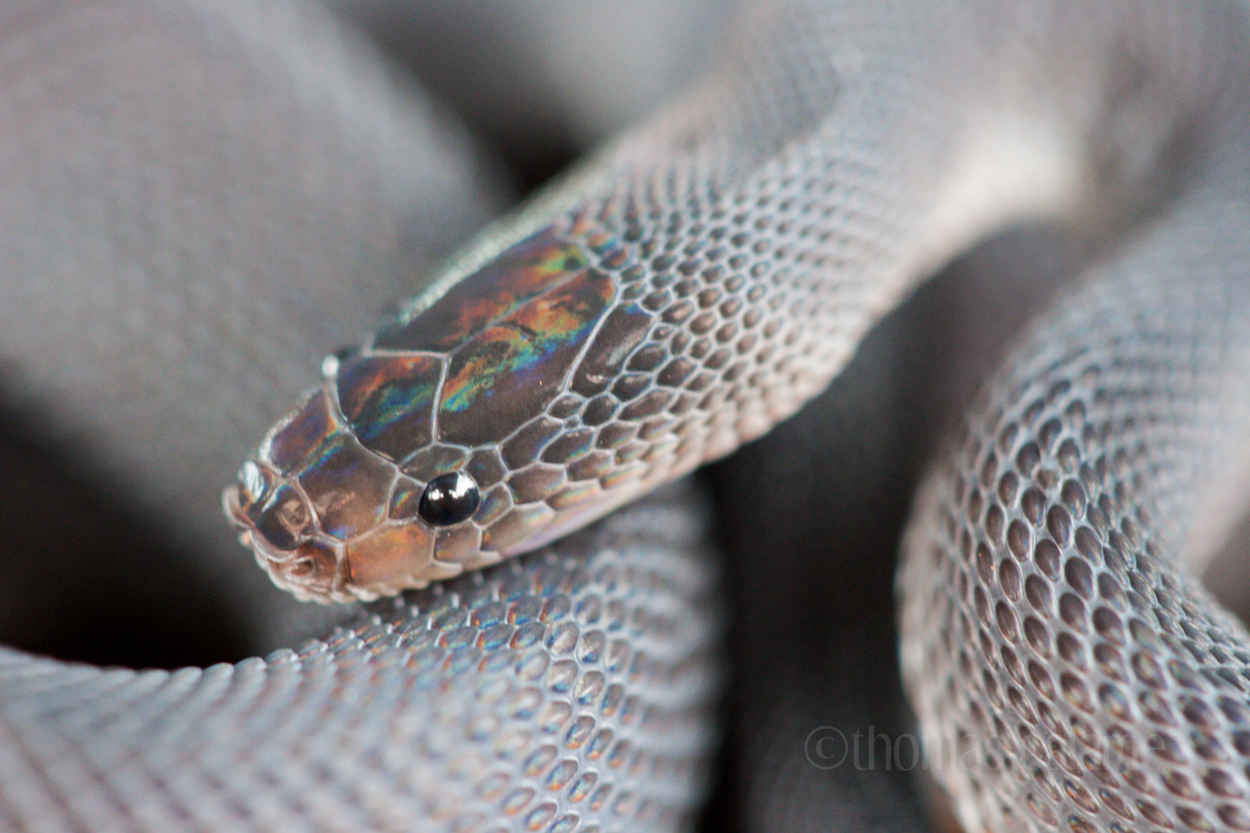 Life is short, but snakes are long: Dragonsnakes and Filesnakes Revisited