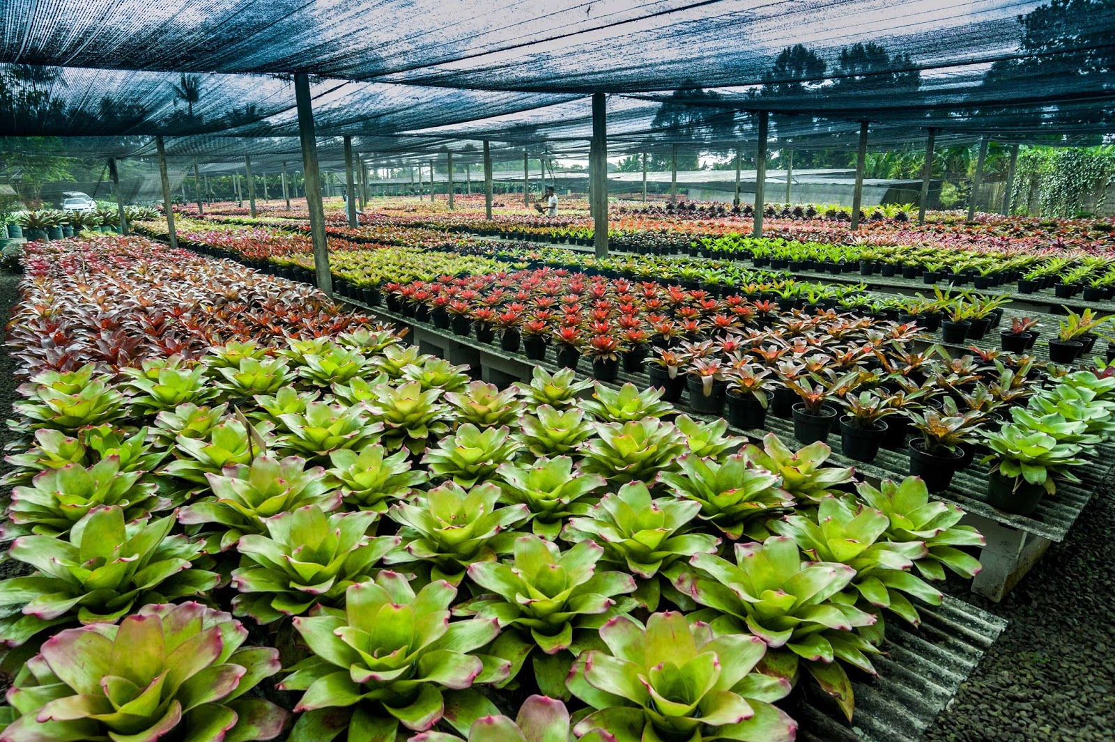 Tips Penting Dan Praktis Memilih Media Tanam ~ VERTICAL GARDEN INDONESIA