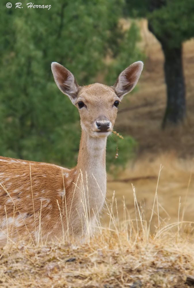 fotosricardo-h: GAMO I - Fallow deer I
