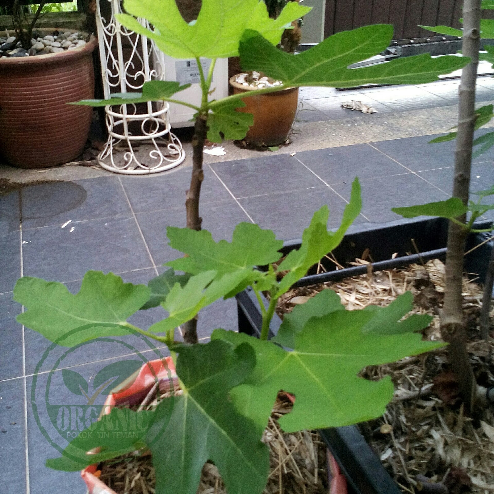 Pokok Tin Teman: Tut #01: Kaedah Pembiakkan Pokok Tin Paling Bajet