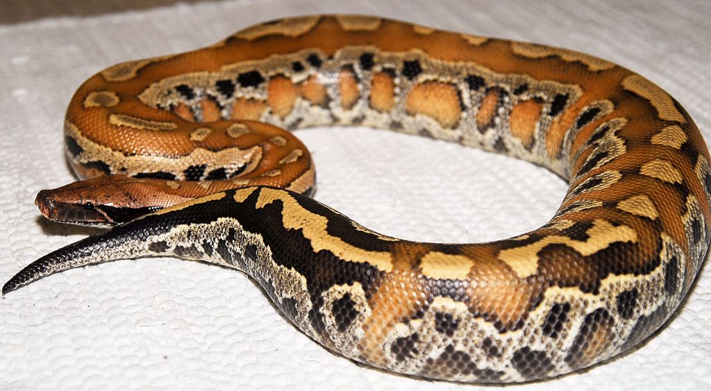 Blood Python