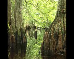 Earth Raiders: South Florida Everglades Restoration Project