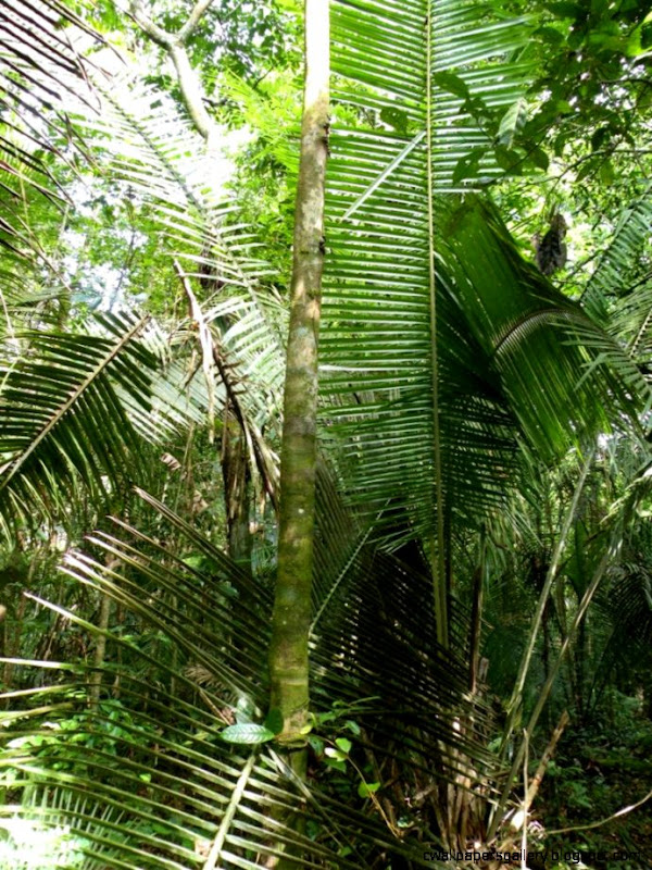 Amazon Rainforest Palm Trees | Wallpapers Gallery