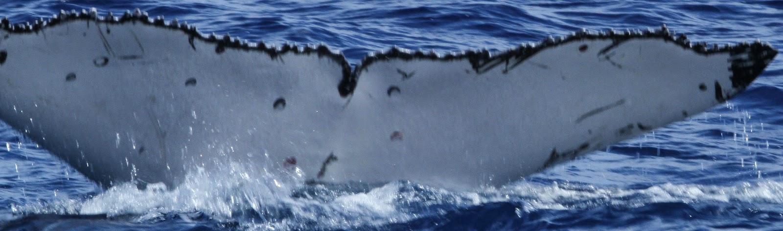 Humpback Whale Migration - Rarotonga, 2014: Tag Count 9