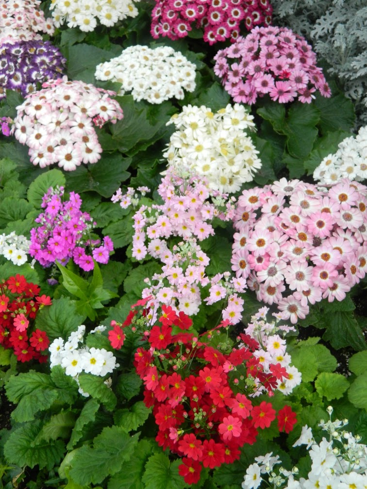 Garden Muses: A Small Toronto Gardening Services Company Blog: March 2014